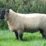 М'ясні породи овець: назви кращих і їх характеристика, найбільші види 6464_11