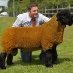 Races de viande de mouton: les meilleurs noms et leurs caractéristiques, les plus gros types 6464_12