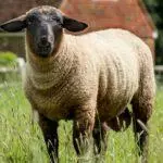 Binatang daging domba: nama terbaik dan ciri-ciri mereka, jenis terbesar 6464_13