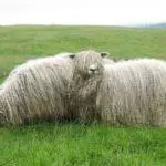 Schafe Fleischrassen: Die besten Namen und ihre Eigenschaften, die größten Typen 6464_16