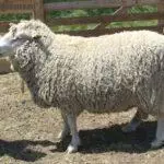 М'ясні породи овець: назви кращих і їх характеристика, найбільші види 6464_17