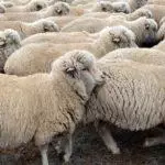Породи за овче месо: най-добрите имена и техните характеристики, най-големите видове 6464_18