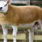 Races de viande de mouton: les meilleurs noms et leurs caractéristiques, les plus gros types 6464_2