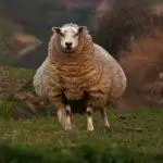 Schafe Fleischrassen: Die besten Namen und ihre Eigenschaften, die größten Typen 6464_3