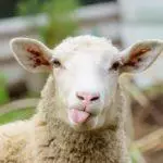 Las razas de carne de oveja: los mejores nombres y sus características, los tipos más grandes 6464_4