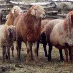 ઘેટાં માંસની જાતિઓ: શ્રેષ્ઠ નામ અને તેમની લાક્ષણિકતાઓ, સૌથી મોટા પ્રકારો 6464_7