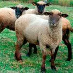 ઘેટાં માંસની જાતિઓ: શ્રેષ્ઠ નામ અને તેમની લાક્ષણિકતાઓ, સૌથી મોટા પ્રકારો 6464_8