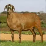 М'ясні породи овець: назви кращих і їх характеристика, найбільші види 6464_9