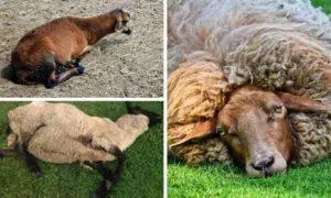 Збудник брадзоту у овець і ознаки захворювання, лікування і профілактика
