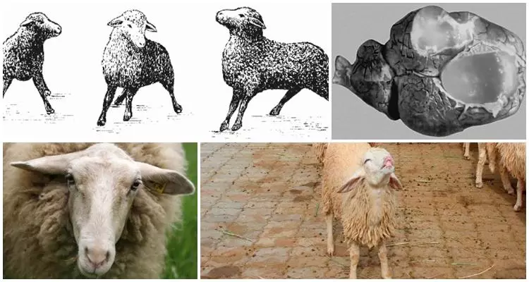 Geri mouton