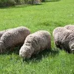 Centrodometria d'ovelles: símptomes i signes, tractament i prevenció 6477_10