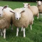 Πρόβατα: Συμπτώματα και σημάδια, θεραπεία και πρόληψη 6477_11