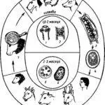 Овци центрираност: симптоми и знаци, третман и превенција 6477_2