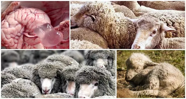 Schafe aushärten