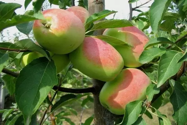 Apple Geedka Rosemein