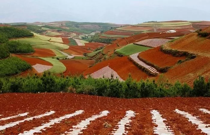 Red Fields.