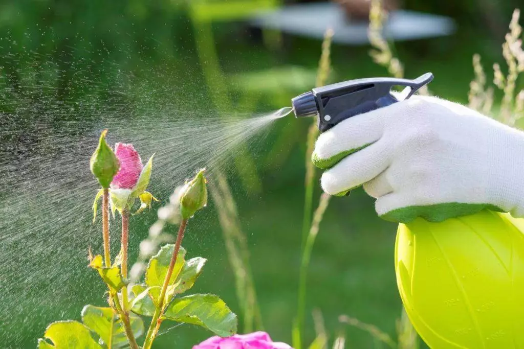 Spraying ყვავილი