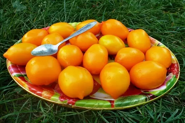 Koilara tomate gainean