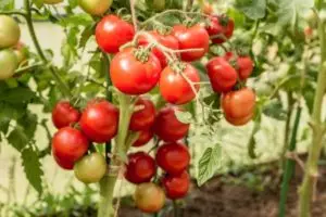 Ciri dan perihalan varieti tomato Lubash dan hasilnya