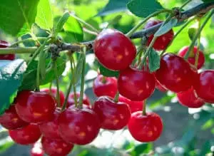 樱桃品种的描述和特点慷慨，优点和生长的特点