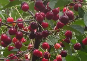A ROVEL cseresznye fajtái, a történelem és a termesztés sajátosságainak jellemzői
