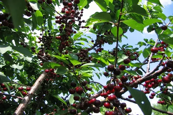 रसदार berries