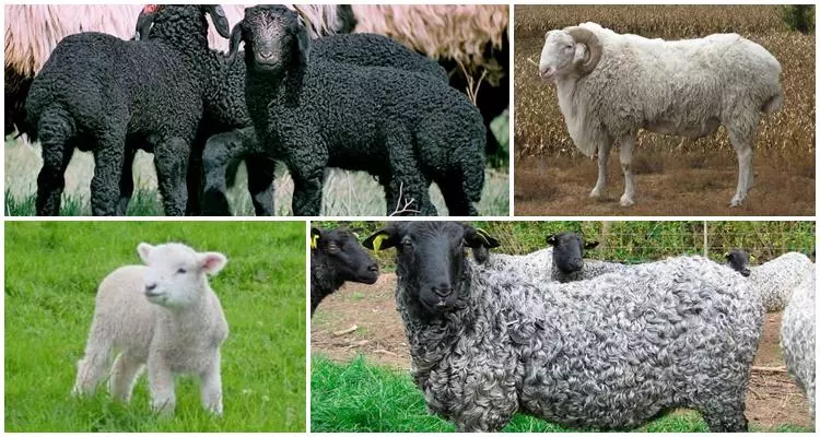 Karakul Breed Sheep