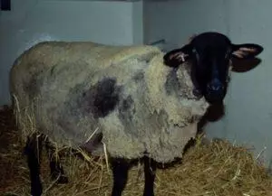 Sintomas de triofitose em ovelhas, tratamento de privação e prevenção de micose