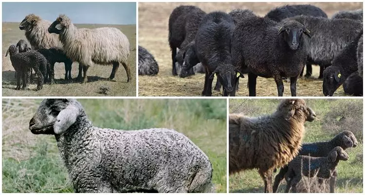 кривуляста порода овець