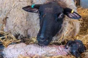 რა შეიძლება და არ შესანახი ცხვარი შემდეგ Cape და სიხშირე საკვები