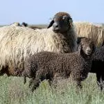 Karakul raça de ovelhas: descrição e características, regras para reprodução 6485_3