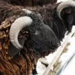 Karakul pasmina ovca: opis i karakteristike, pravila za uzgoj 6485_4