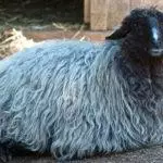 Karakul Raza de ovellas: descrición e características, regras para a reprodución 6485_5