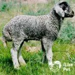 Karakul Raza de ovellas: descrición e características, regras para a reprodución 6485_7