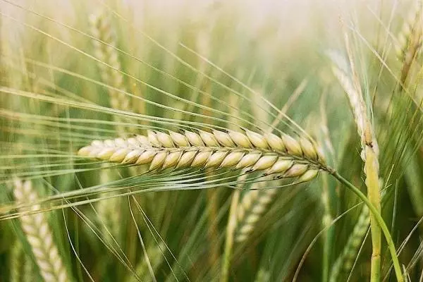 Spread wheat