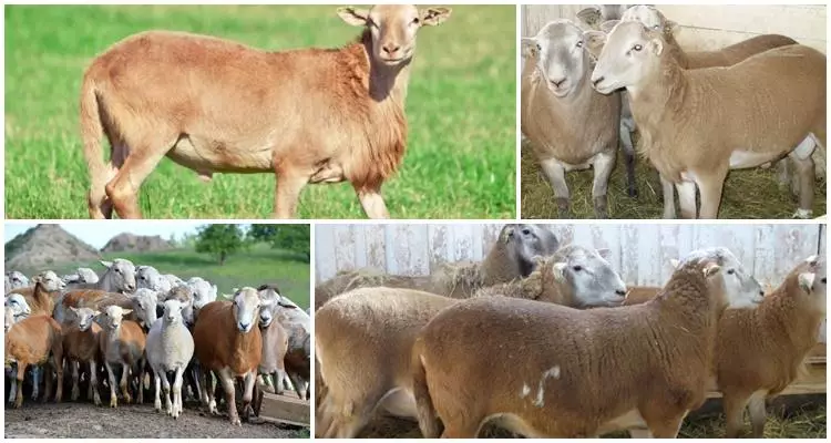 Katum πρόβατα