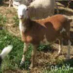 Khatum Sheep: Penerangan dan ciri-ciri baka, ciri kandungan 6491_10