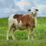 Khatum Sheep: Penerangan dan ciri-ciri baka, ciri kandungan 6491_11