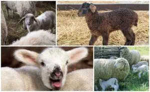 ¿Cómo es mejor llamar a Lamb, los 50 mejores apodos para niñas y niños?