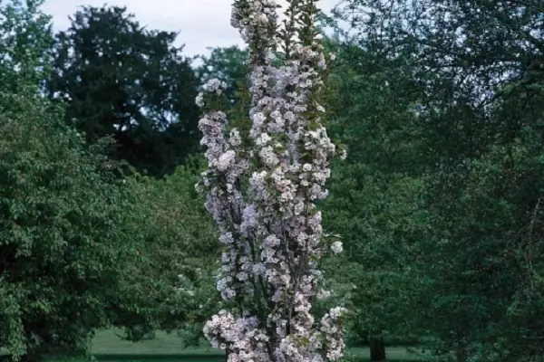 Udaberriko loraldia