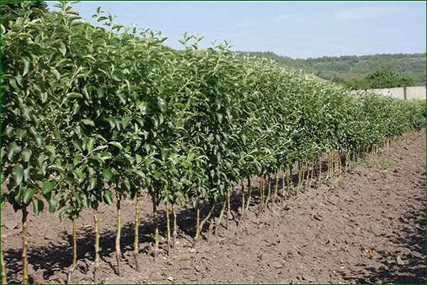 Berry saplings