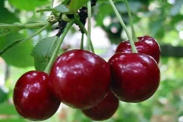 Mpanjakavavy Cherry
