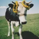 Neplodnosť a yalizmus kráv: príčiny a spôsob, ako sa zistiť, liečba a prevencia 6493_2