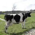 奶牛的不孕症和蛋白：原因以及如何被检测，治疗和预防 6493_3