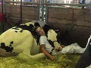 Kuten lehmän nukkuu, kuinka kauan loma ja vaikutus terveyteen