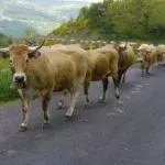 Kemandulan dan Yalism lembu: Punca dan bagaimana untuk dikesan, rawatan dan pencegahan 6493_6
