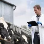 Infertilitate și yalism de vaci: Cauze și cum să fie detectate, tratament și prevenire 6493_7