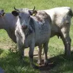 Kemandulan dan Yalism lembu: Punca dan bagaimana untuk dikesan, rawatan dan pencegahan 6493_8