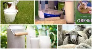 Zloženie a obsah kalórií ovčieho mlieka, jeho prínosu a poškodenia tela