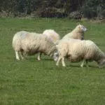 Πόσα έγκυα πρόβατα περπατούν: προθεσμίες σε μήνες και ημέρες, πώς να εντοπίσετε 6499_4